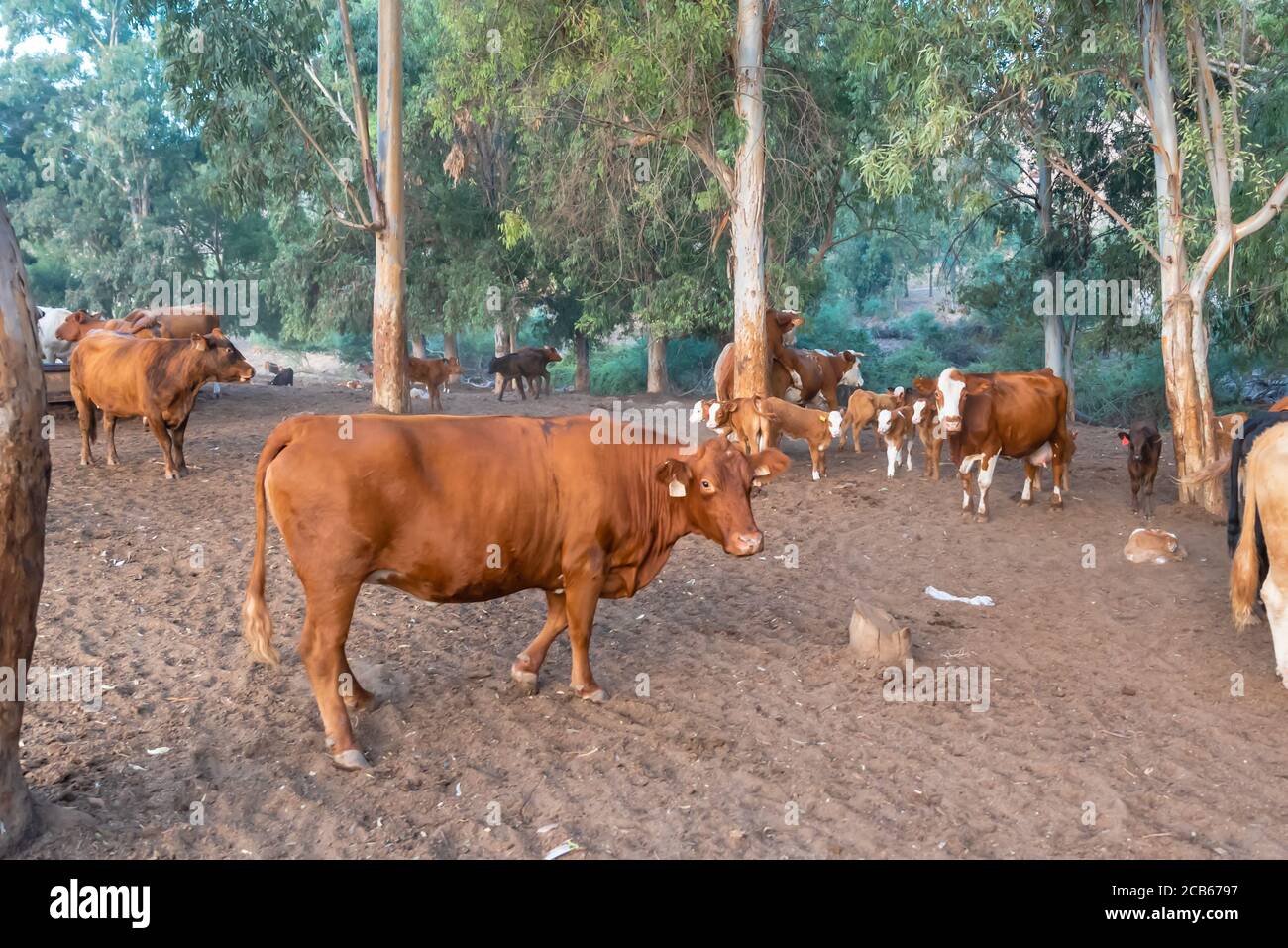 Roaming cattle hi-res stock photography and images - Alamy
