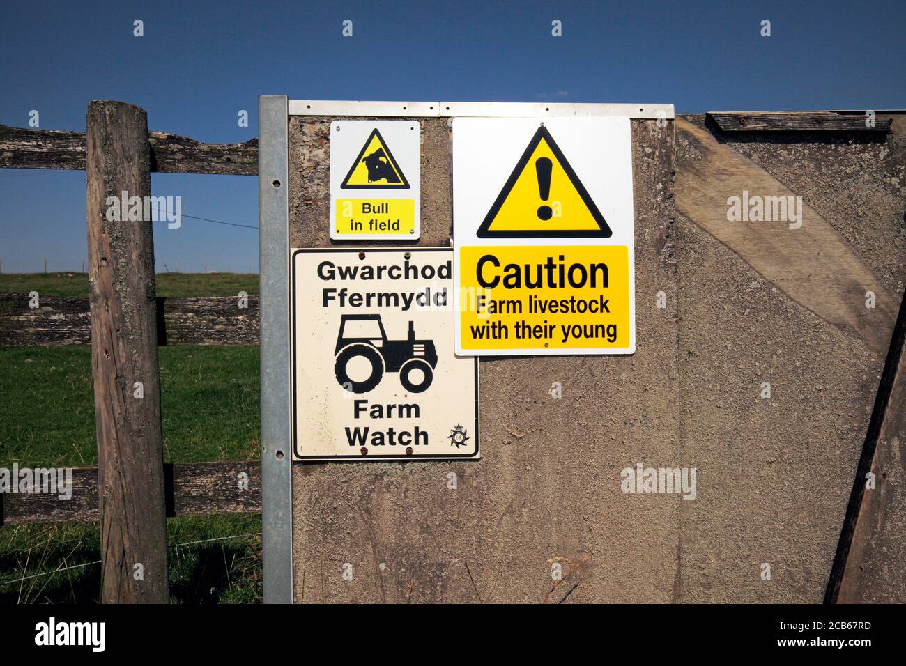 Caution sign, Bull in Field with young and cows. Farm watch sign ...
