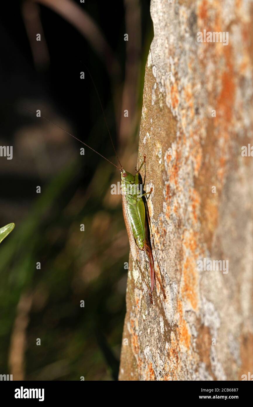 Long winged conehead, Conocephalus discolor Stock Photo - Alamy
