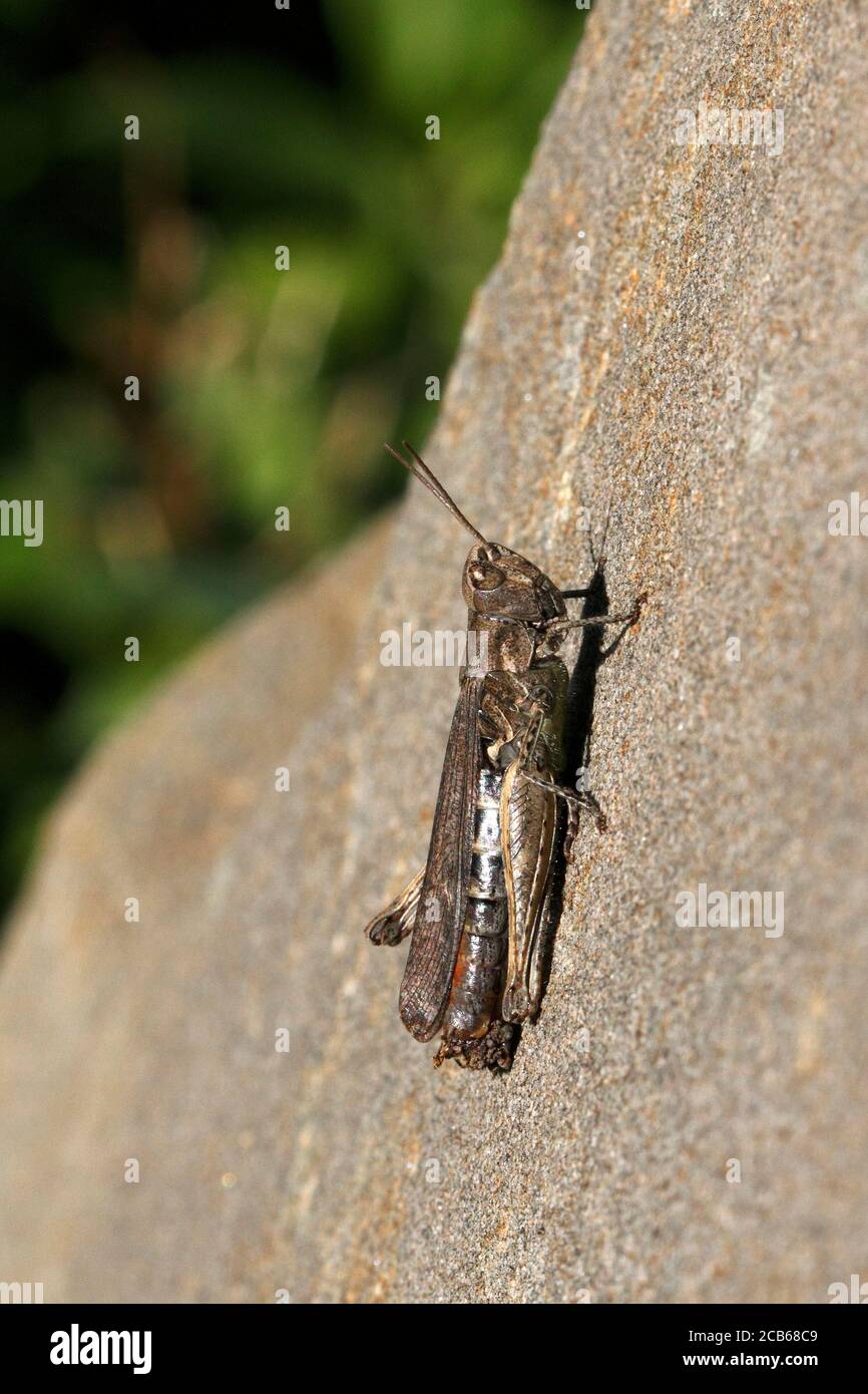 Mottled grasshopper uk hi-res stock photography and images - Alamy