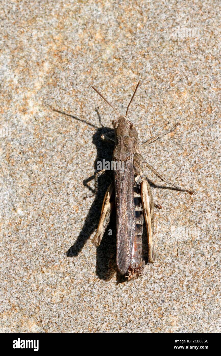 Mottled grasshopper close up hi-res stock photography and images - Alamy