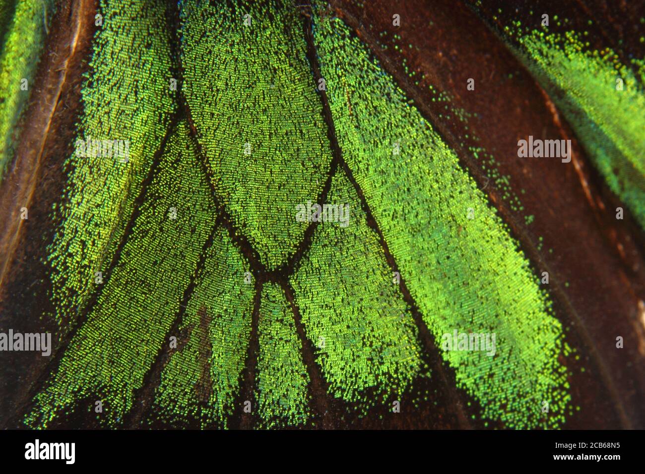 detail of green butterfly wing as nice background Stock Photo - Alamy