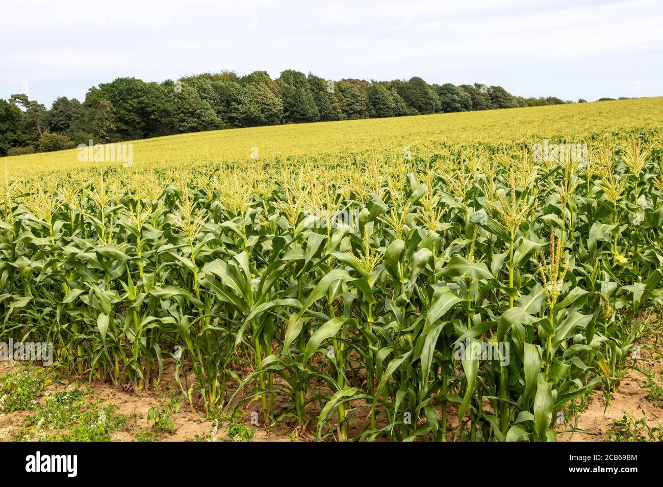 Sweetcorn growing hi-res stock photography and images - Alamy