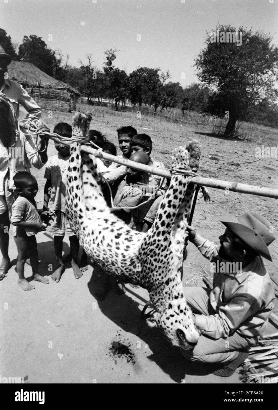 Antique picture of tiger Black and White Stock Photos & Images - Alamy