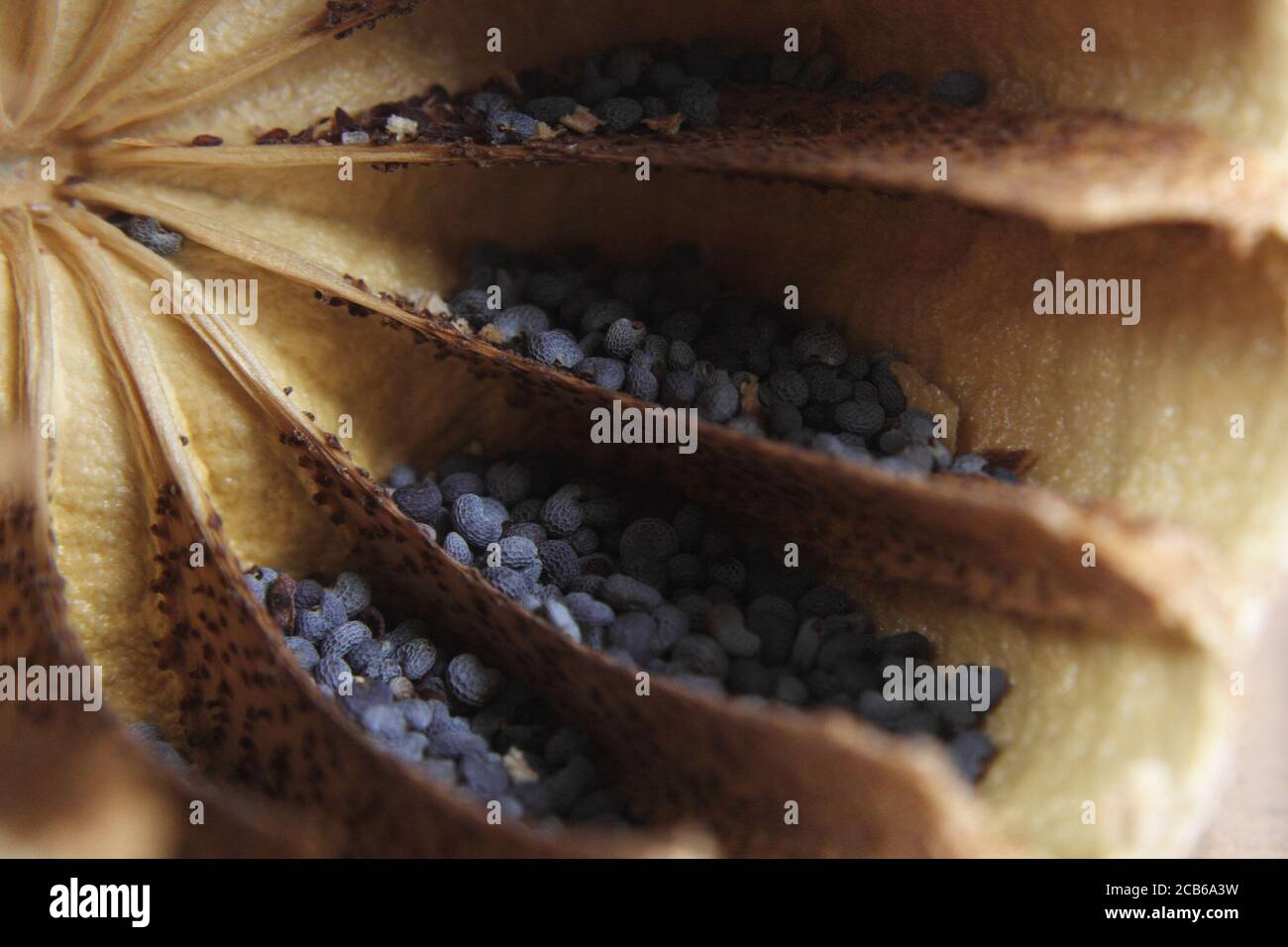 poppy detail as nice natural food backgroud Stock Photo - Alamy