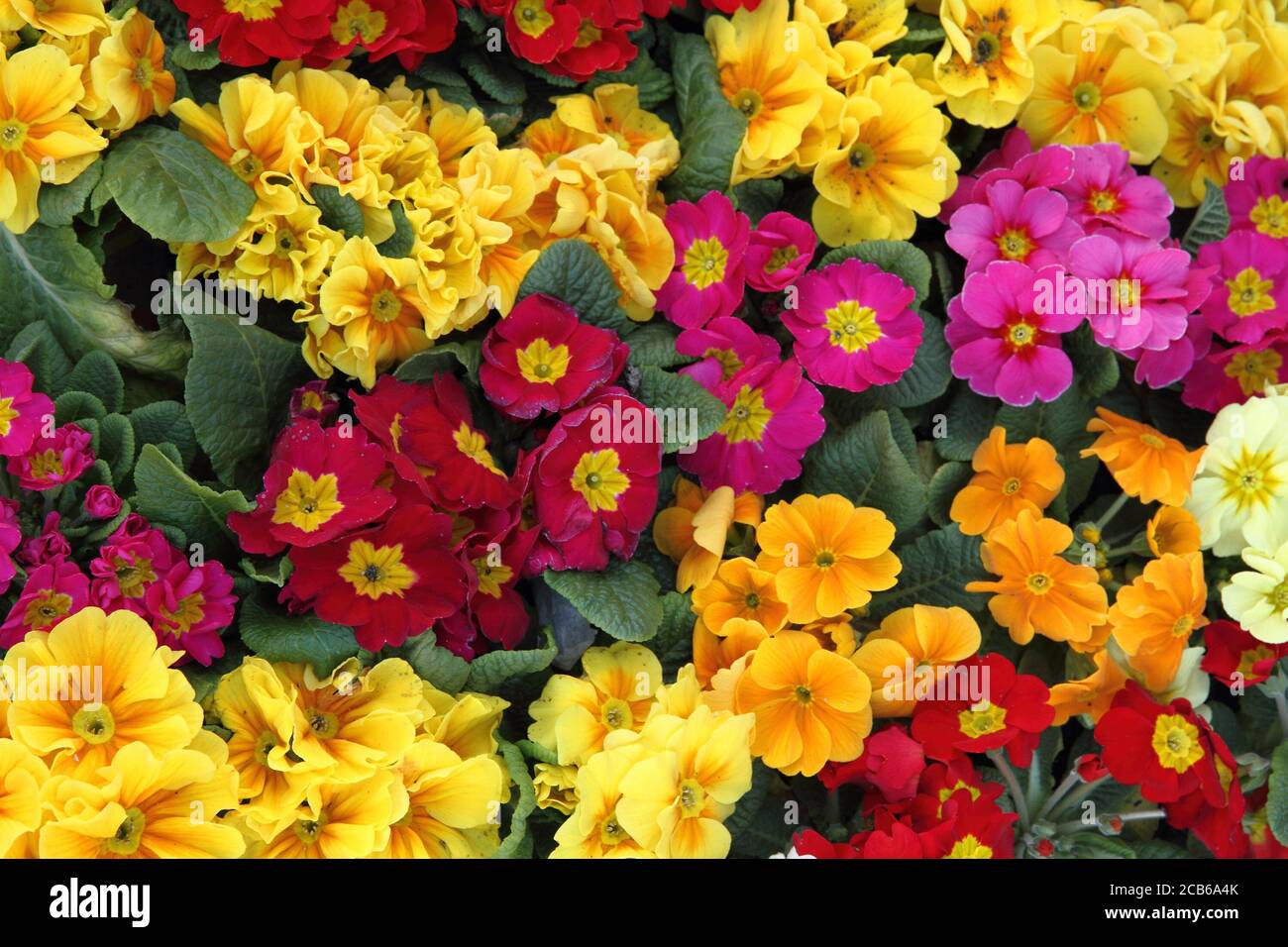 color spring flowers as nice natural background Stock Photo - Alamy