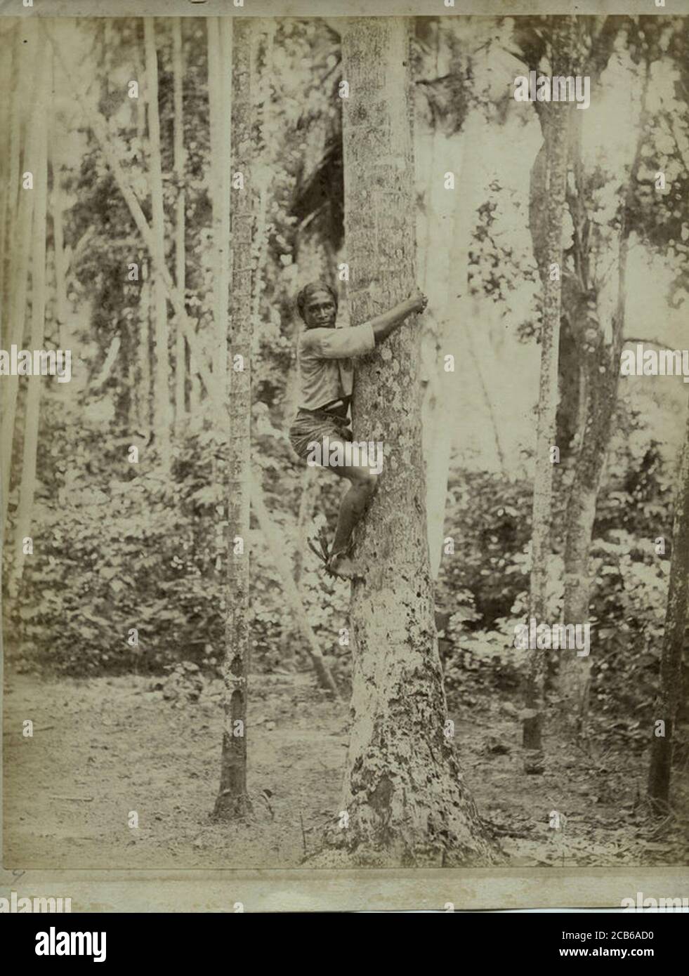 Man climbing tree vintage photo hi-res stock photography and images - Alamy