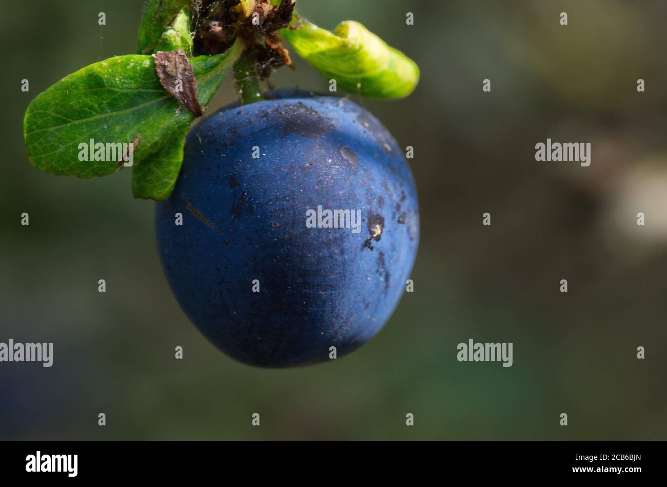 Sloes fruit blackthorn tree hi-res stock photography and images - Alamy