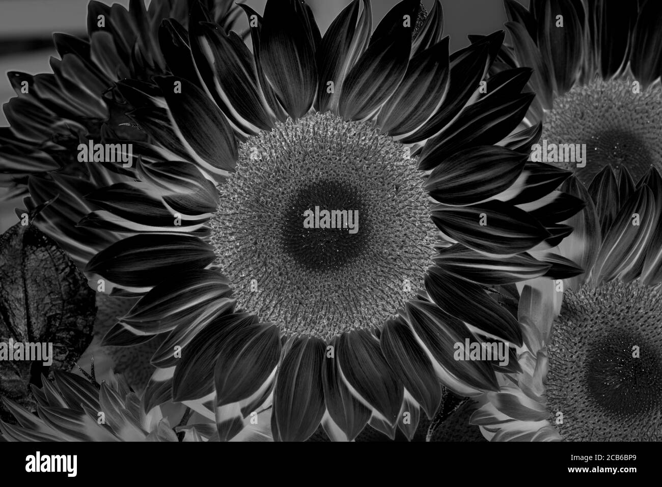 sunflower in negative and in macro Stock Photo - Alamy