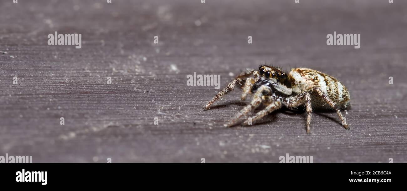 Zebra spider cute hi-res stock photography and images - Alamy