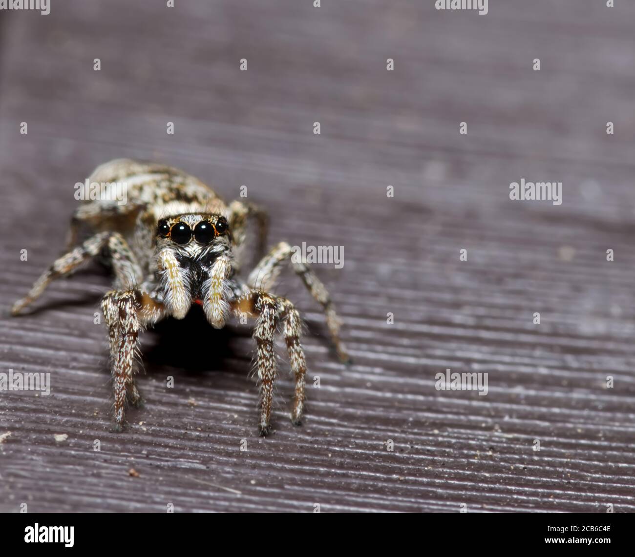 Zebra spiders hi-res stock photography and images - Alamy