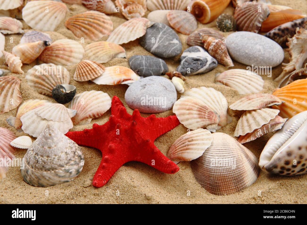 sea shells in the yellow sand as nice summer background Stock Photo - Alamy