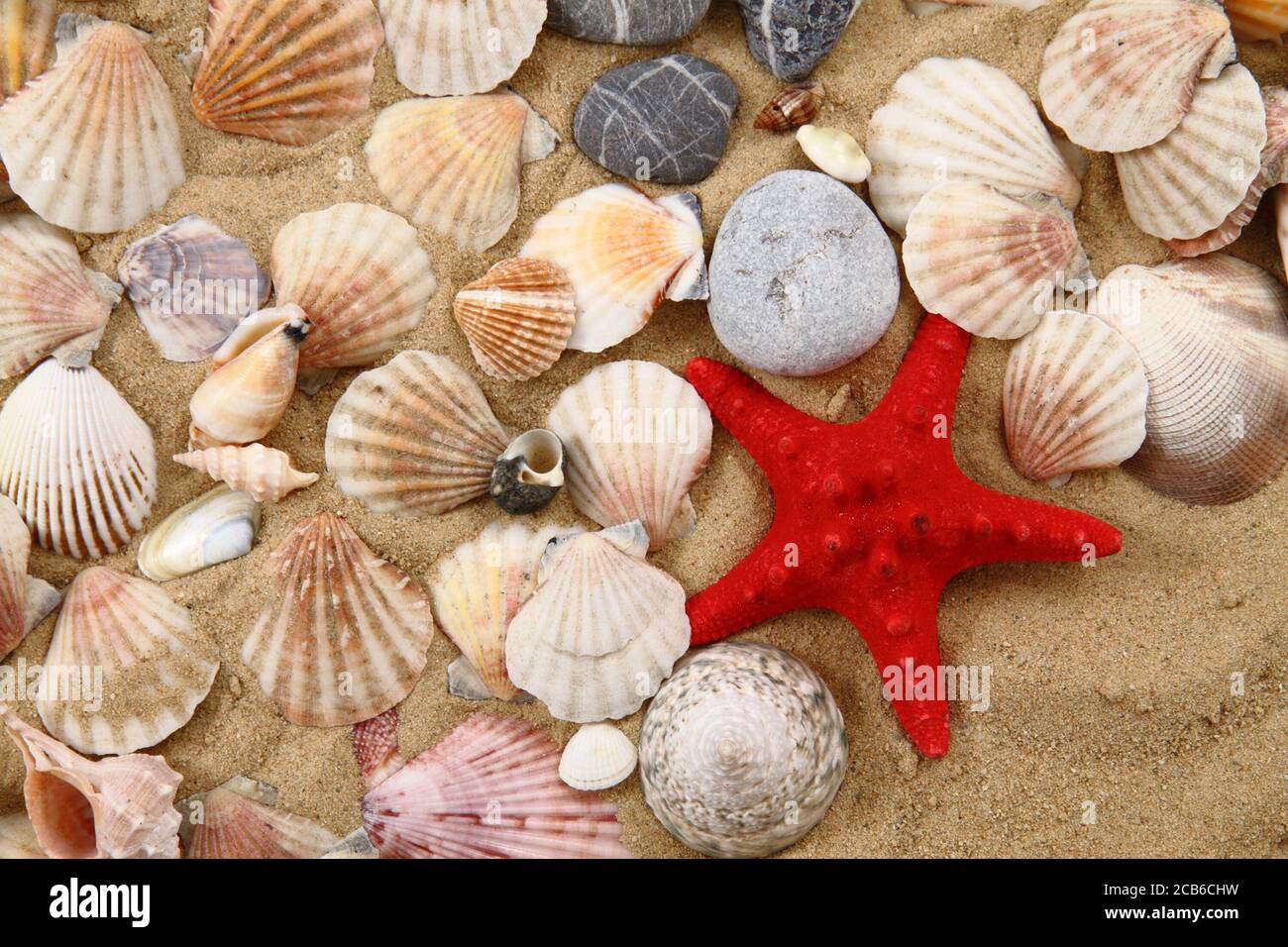 sea shells in the yellow sand as nice summer background Stock Photo - Alamy