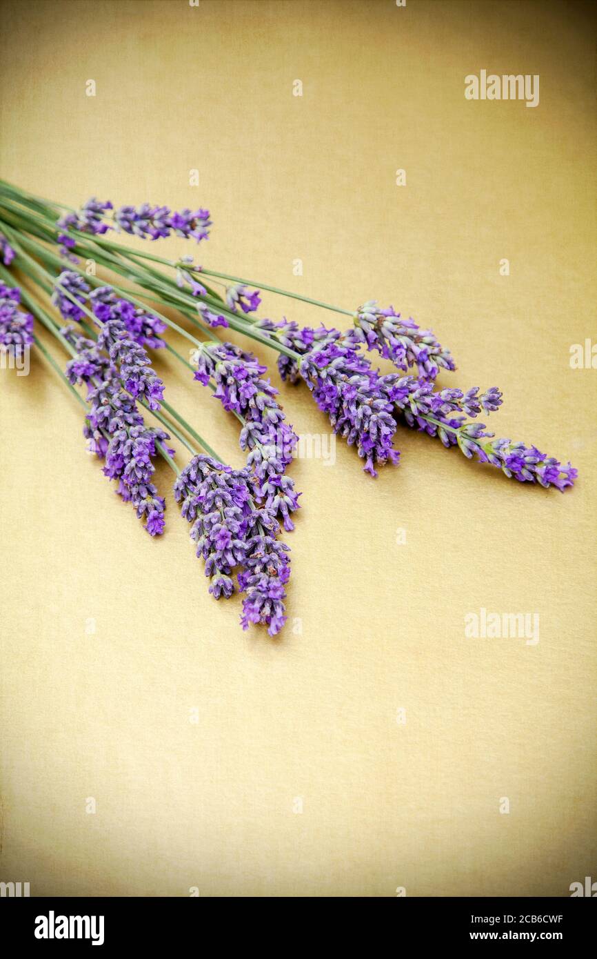 Bunch of Lavender Stems on Gold Surface Stock Photo - Alamy