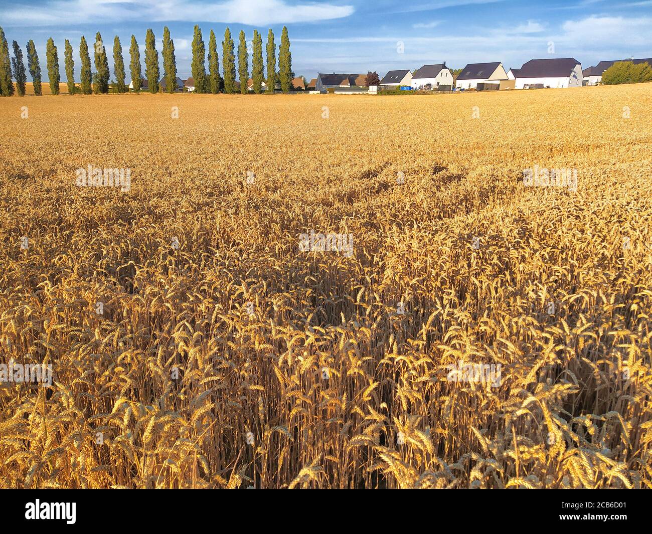 wheat field in summer in northern France Stock Photo - Alamy