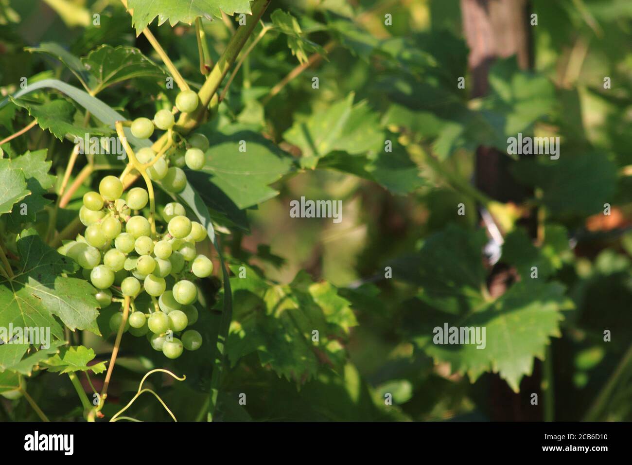 fresh green grapes as very nice natural background Stock Photo - Alamy