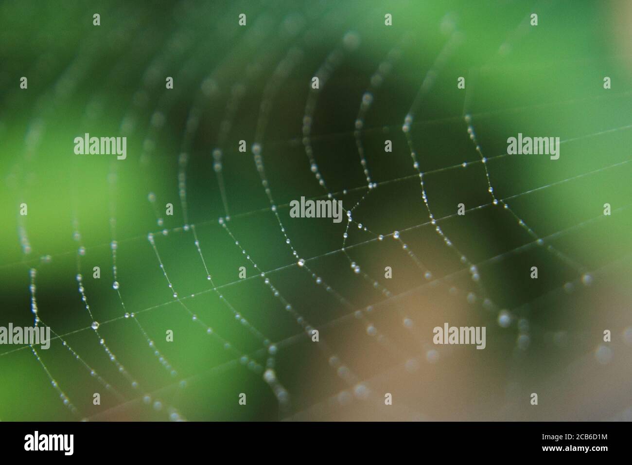 spider web texture on the green background Stock Photo - Alamy