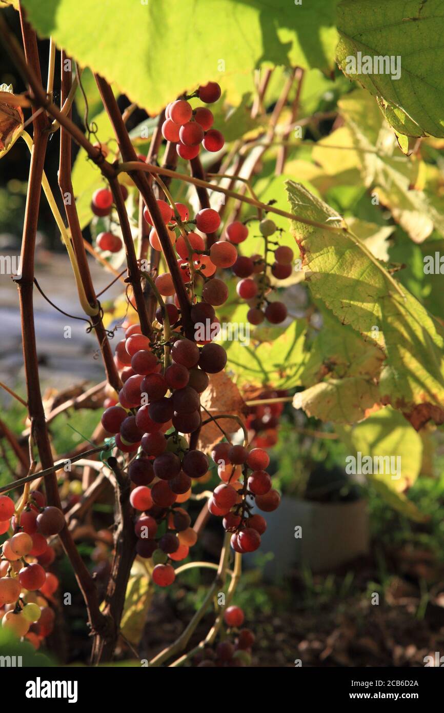 fresh red grapes as nice natural background Stock Photo - Alamy
