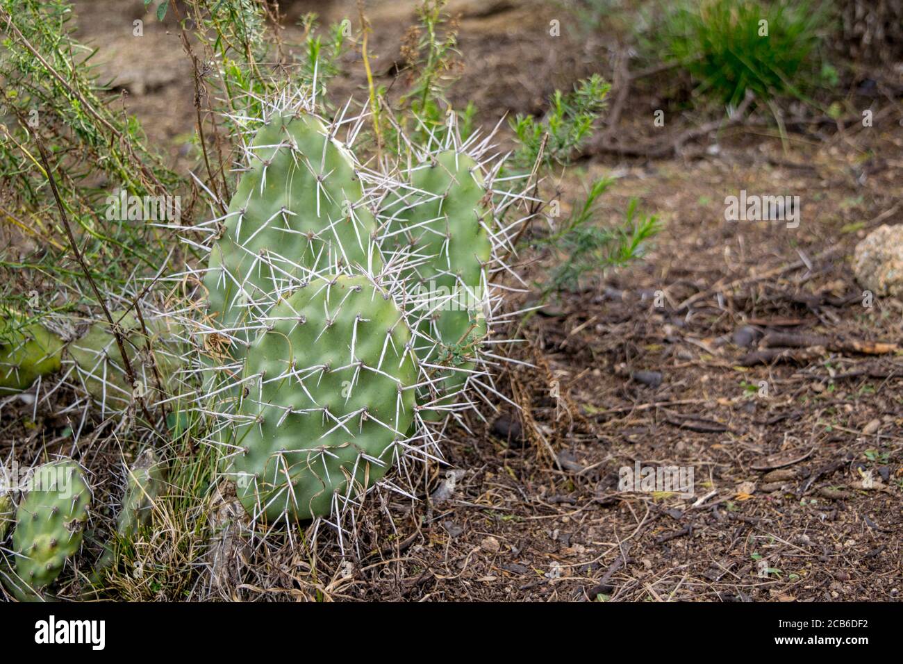 Closeup shot of cactuses with big needles Stock Photo - Alamy