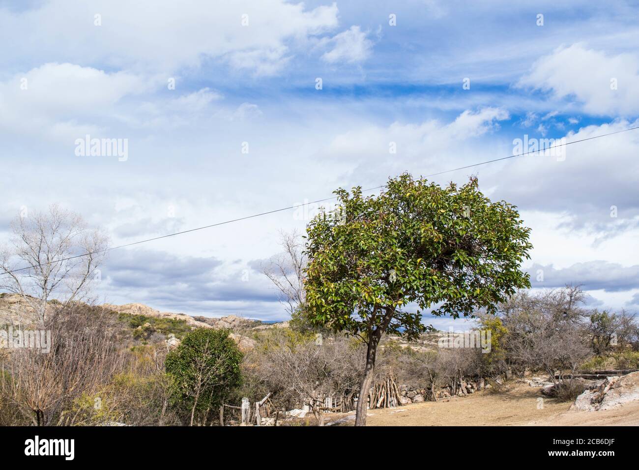 Single green tree surrounded b dried bold trees Stock Photo - Alamy