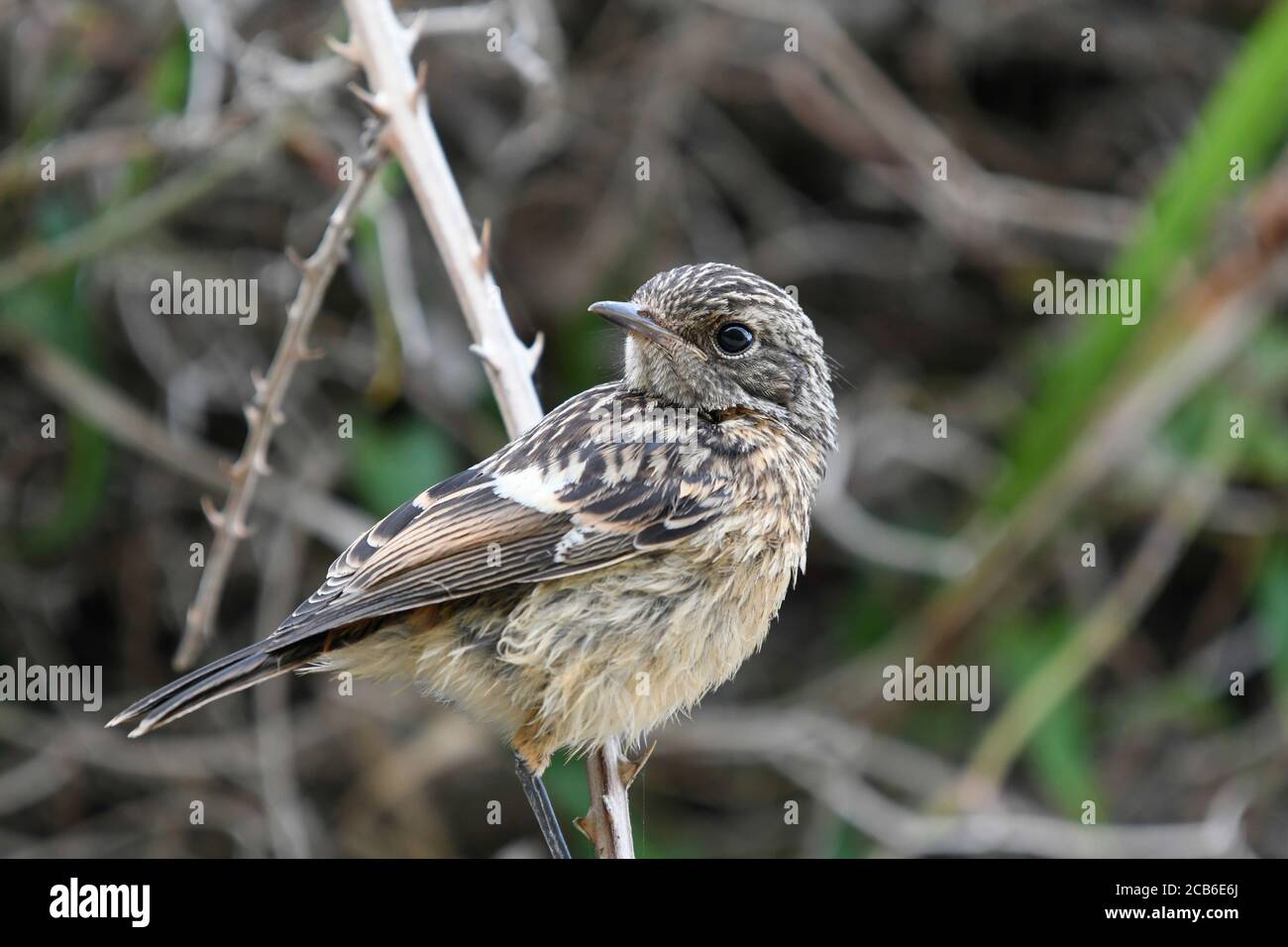 African stonechat hi-res stock photography and images - Alamy