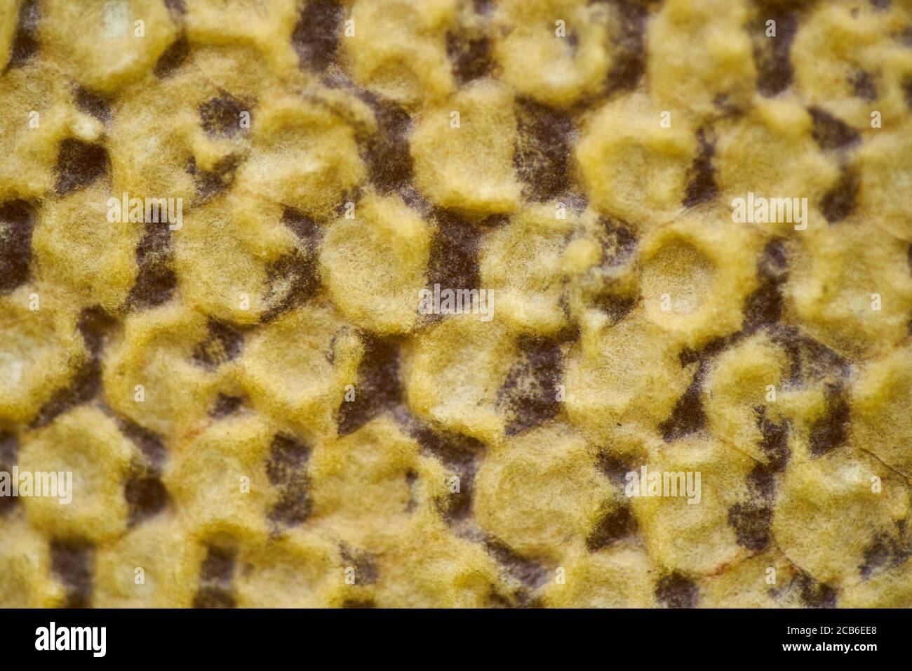 Honeycomb caps hi-res stock photography and images - Alamy