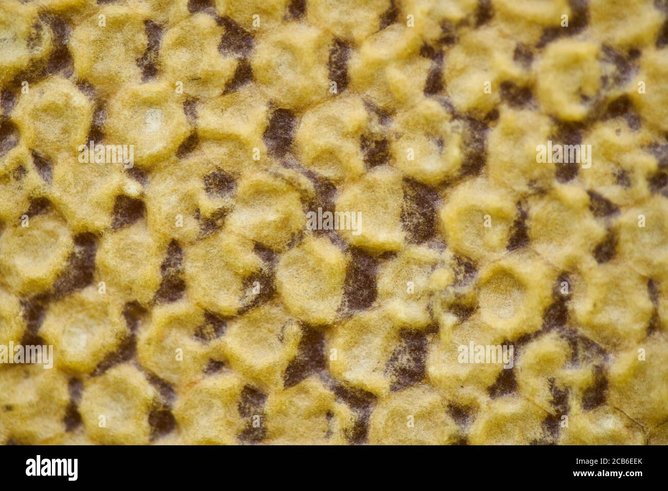 Closeup of honeycomb cappings Stock Photo - Alamy
