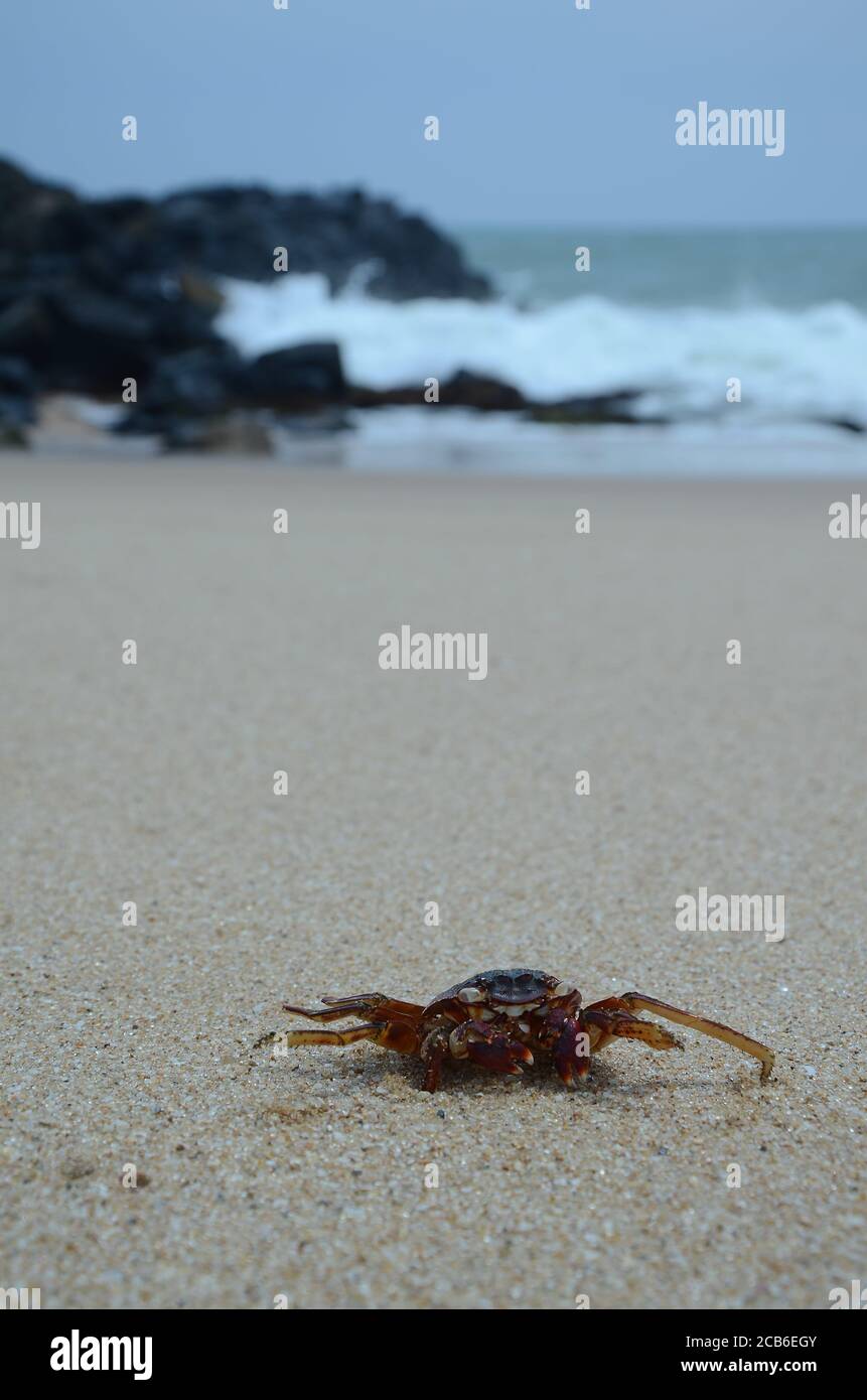Crab on the beach with splashing sea waves in the background Stock ...