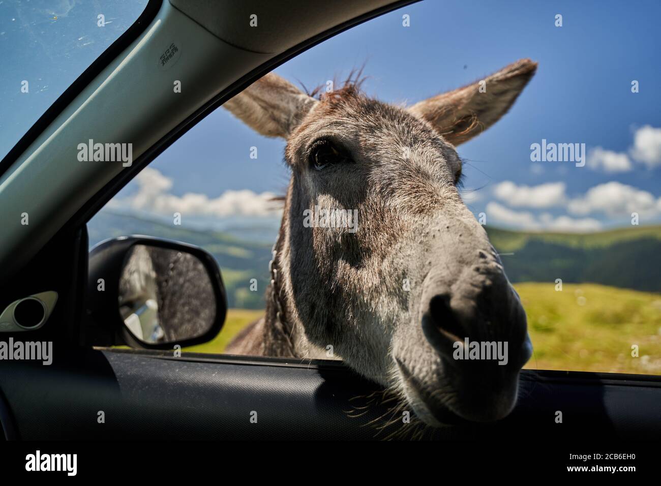 Cute mountain donkey sticking his head through car's window Stock Photo ...
