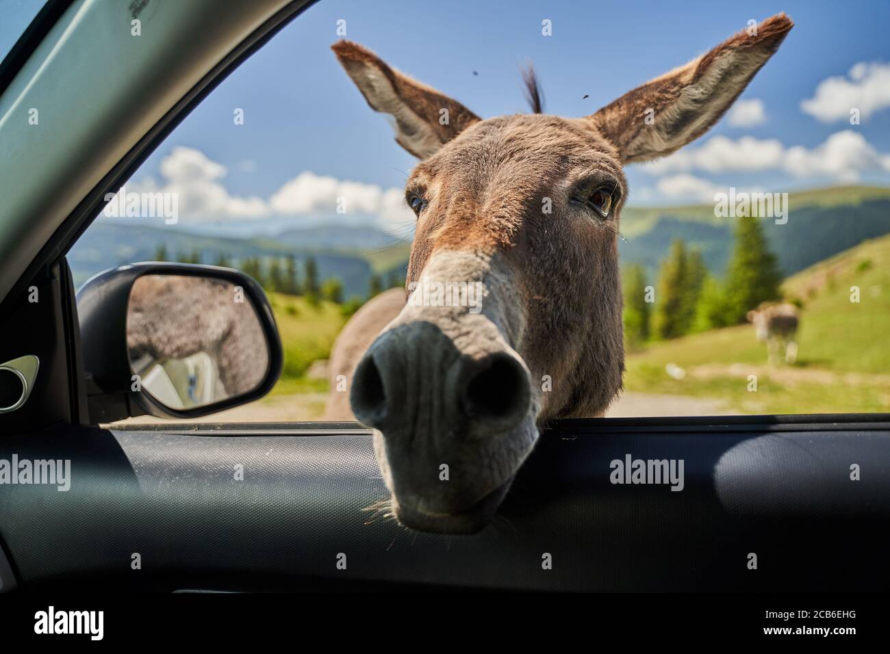 Cute mountain donkey sticking his head through car's window Stock Photo ...