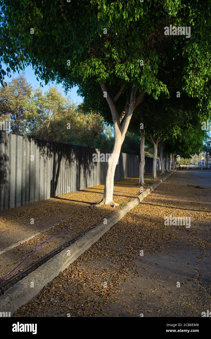 Vertical shot of trees on the left side of the street on a daytime ...