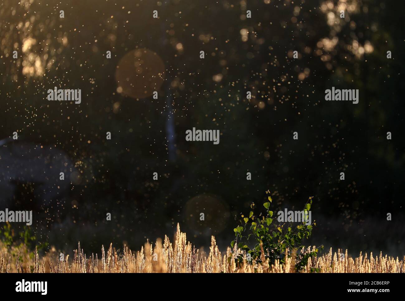 Swarm Of Midges High Resolution Stock Photography and Images - Alamy