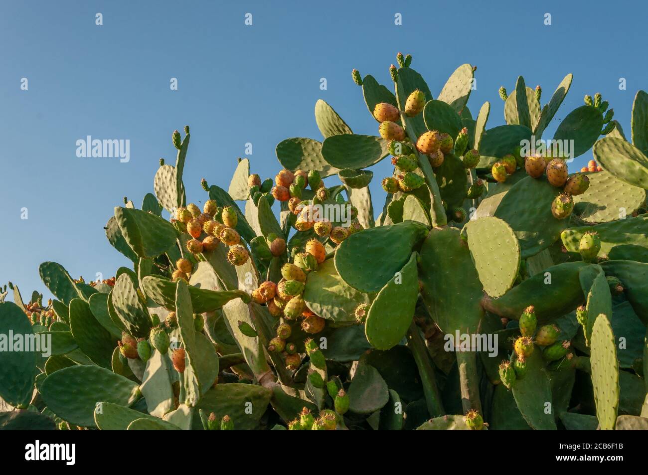 Image of a prickly pear tree with prickly pears. Island of Mallorca ...