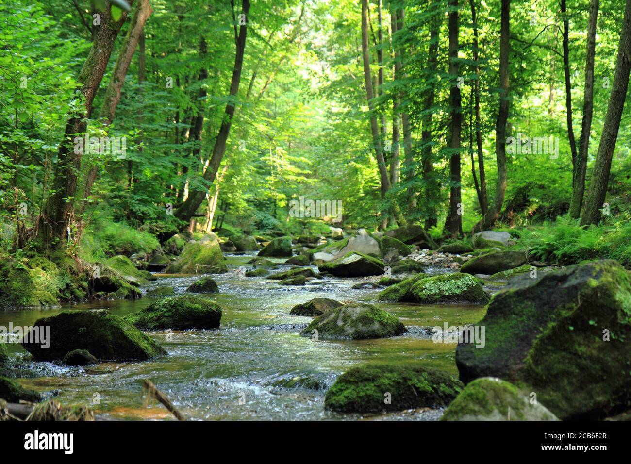 czech spring river in the forest (green nature Stock Photo - Alamy