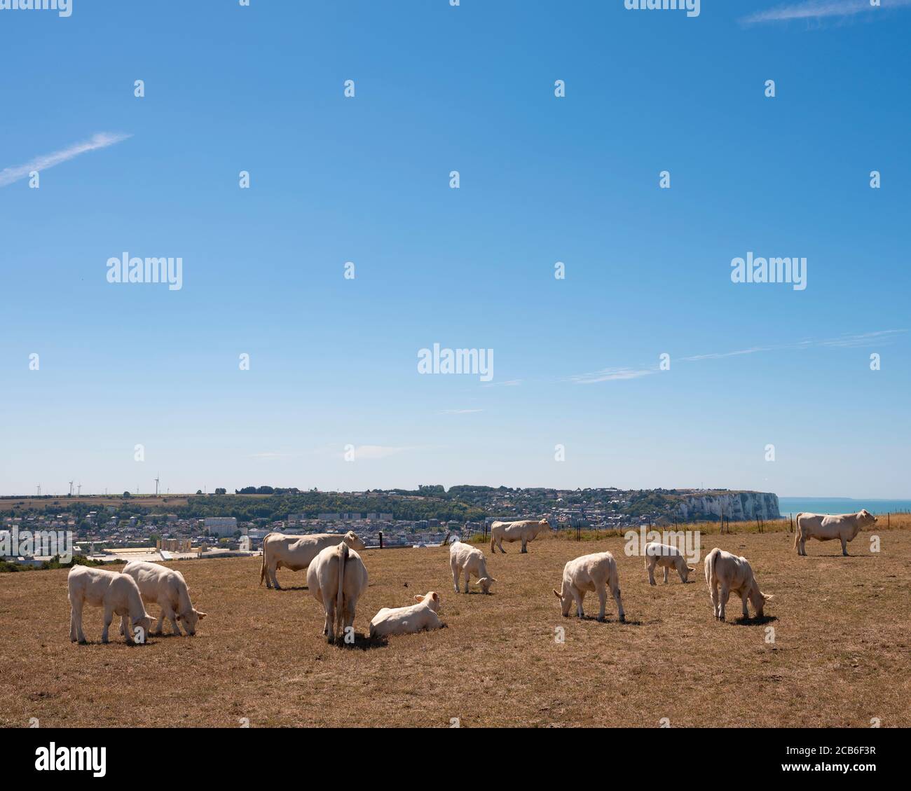 cows on cliffs near mers les bains on the coast of normandy Stock Photo ...