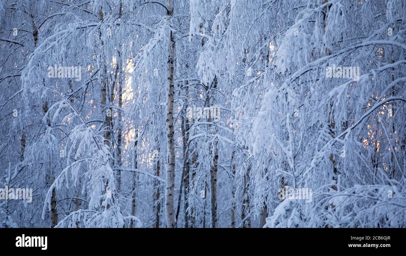 Birch Trees Snow High Resolution Stock Photography and Images - Alamy