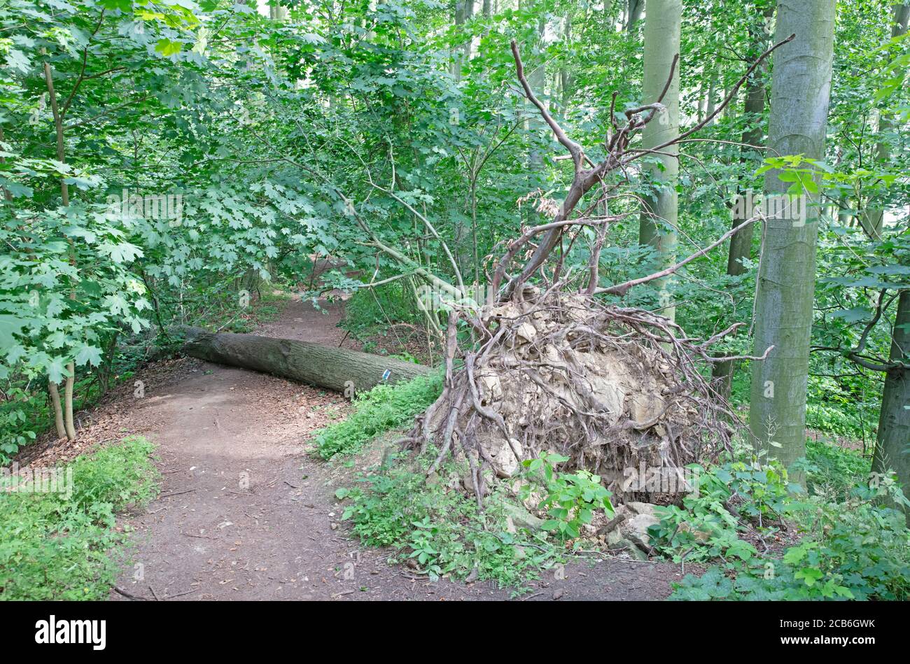 Path in the forest with fallen tree, blocking the path Stock Photo - Alamy