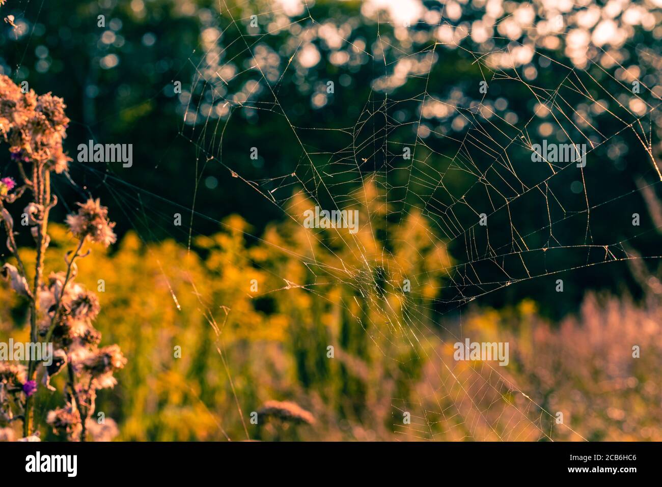 Cobweb abstractly photographed, cobweb between plants, spider web on a ...