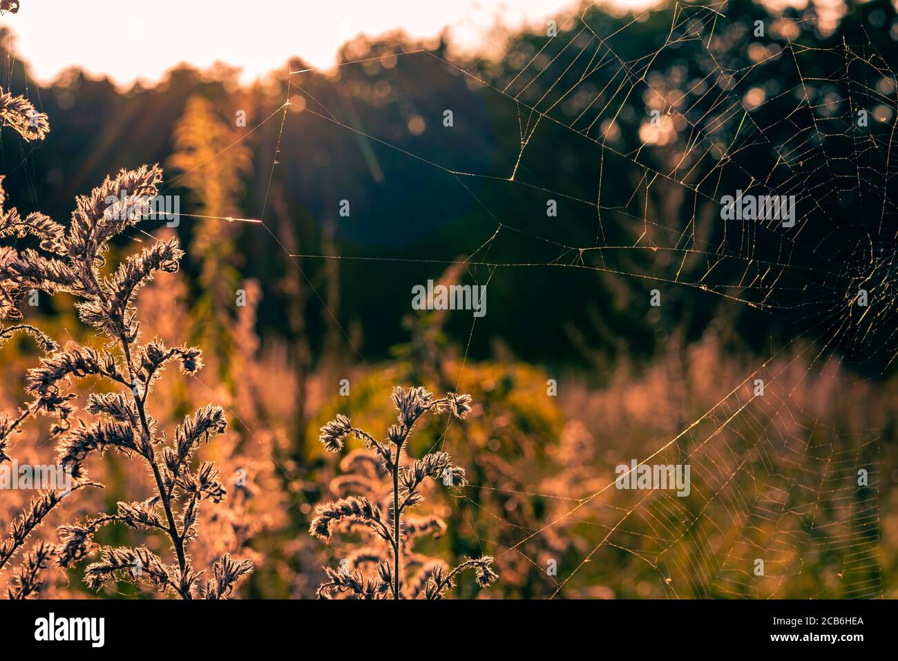Cobweb between plants hi-res stock photography and images - Alamy
