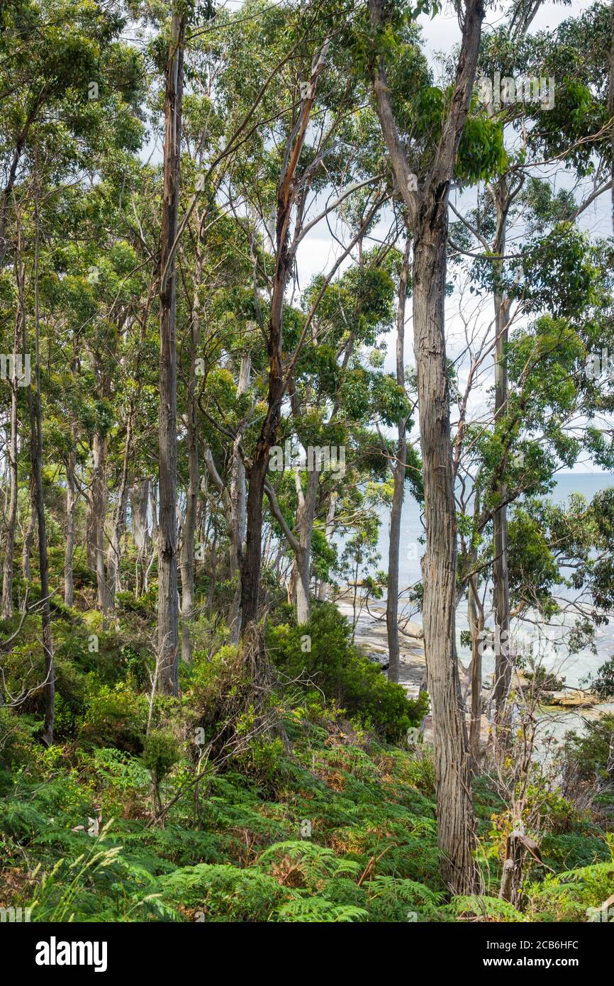 Stringy bark trees australia hi-res stock photography and images - Alamy