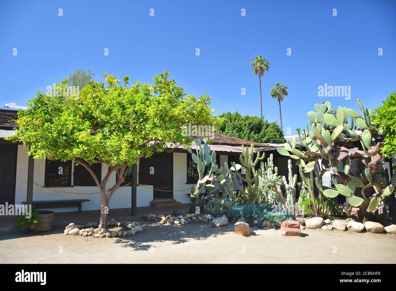 Cactus and lemon tree in Avila Adobe garden in Los Angeles Pueblo by ...