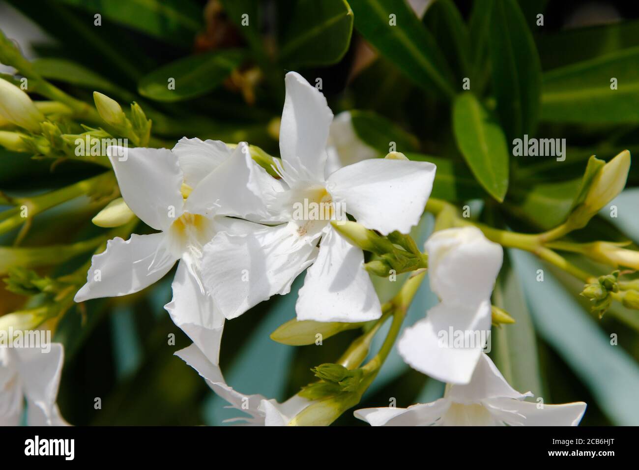 Five pointed flower hi-res stock photography and images - Alamy