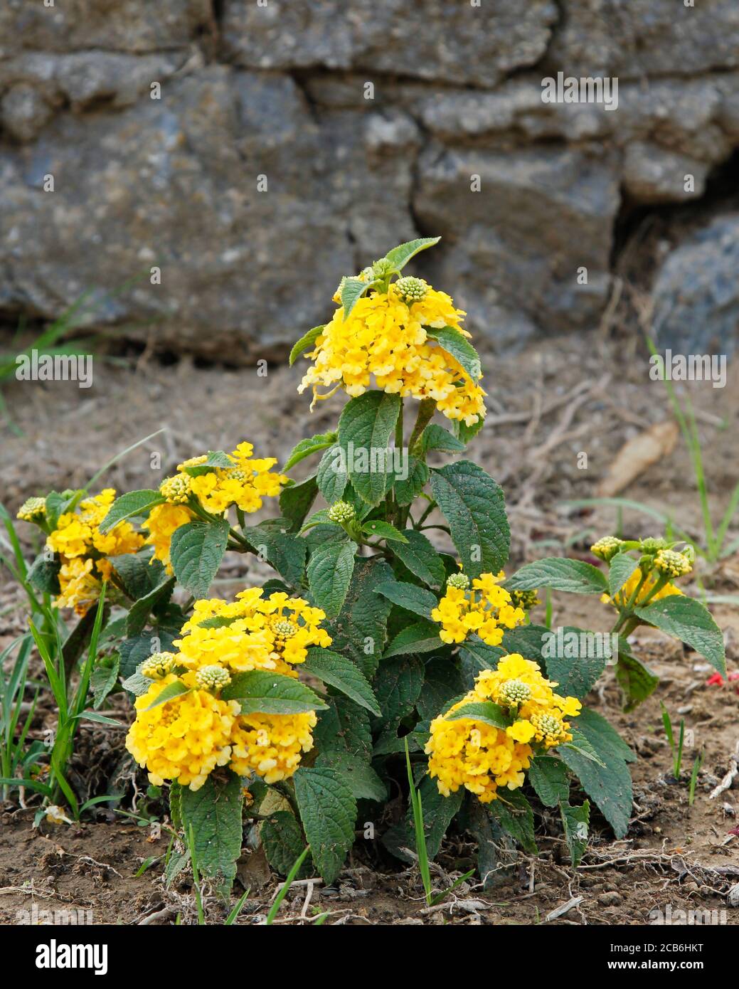 Wildflowers greece greek yellow hi-res stock photography and images - Alamy