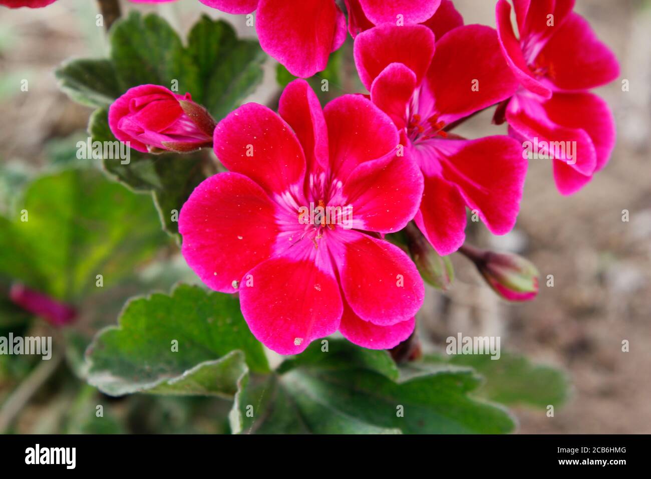 Flowers pink wildflowers greece hi-res stock photography and images - Alamy