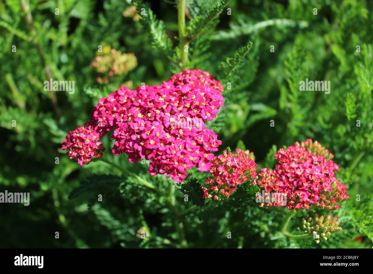 The picture shows pink blossoming yarrow in the garden Stock Photo - Alamy