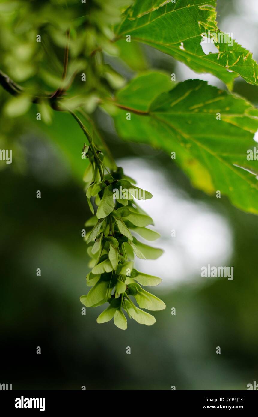 Helicopter Seeds High Resolution Stock Photography and Images - Alamy