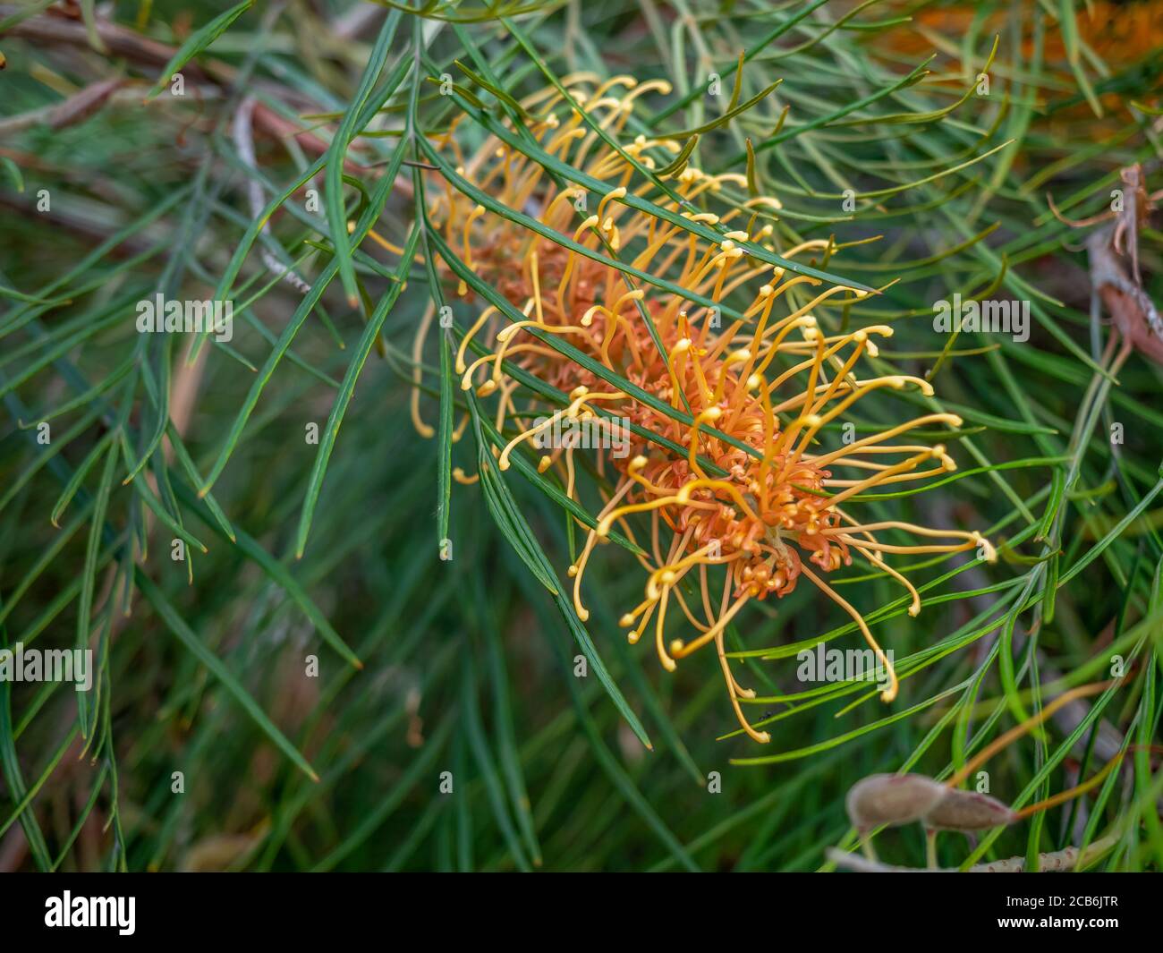 Beautiful Australian Native flower Yellow Grevillea or Spider Flower ...