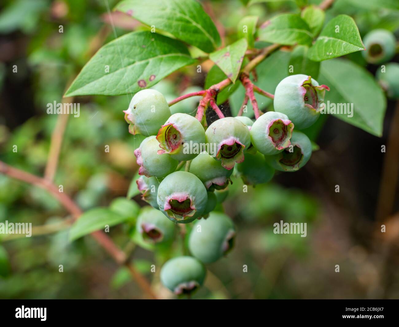 Blueberry bush with fruits in summer Stock Photo - Alamy
