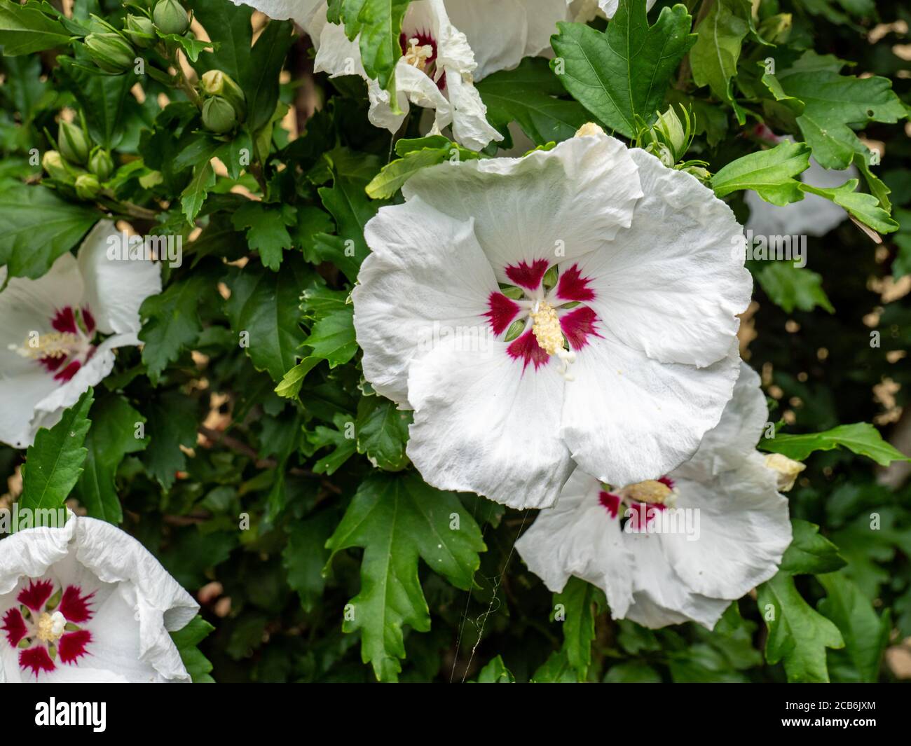 Fower garden hi-res stock photography and images - Alamy