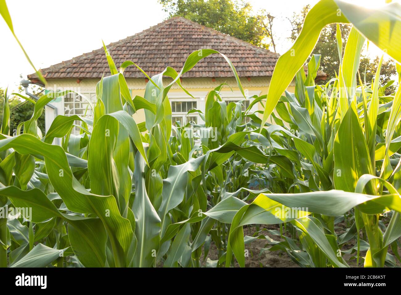 Old corn plant hi-res stock photography and images - Alamy